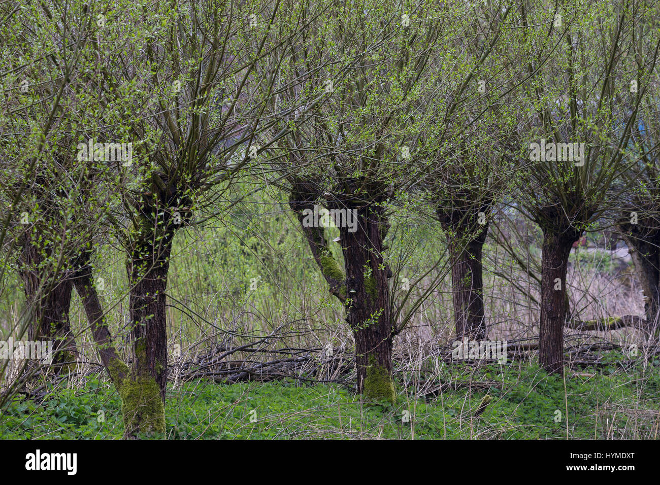 Kopfweiden, Kopfweide, Kopf-Weiden, Kopfbaum, Kopfbäume, Weide, Weiden ...