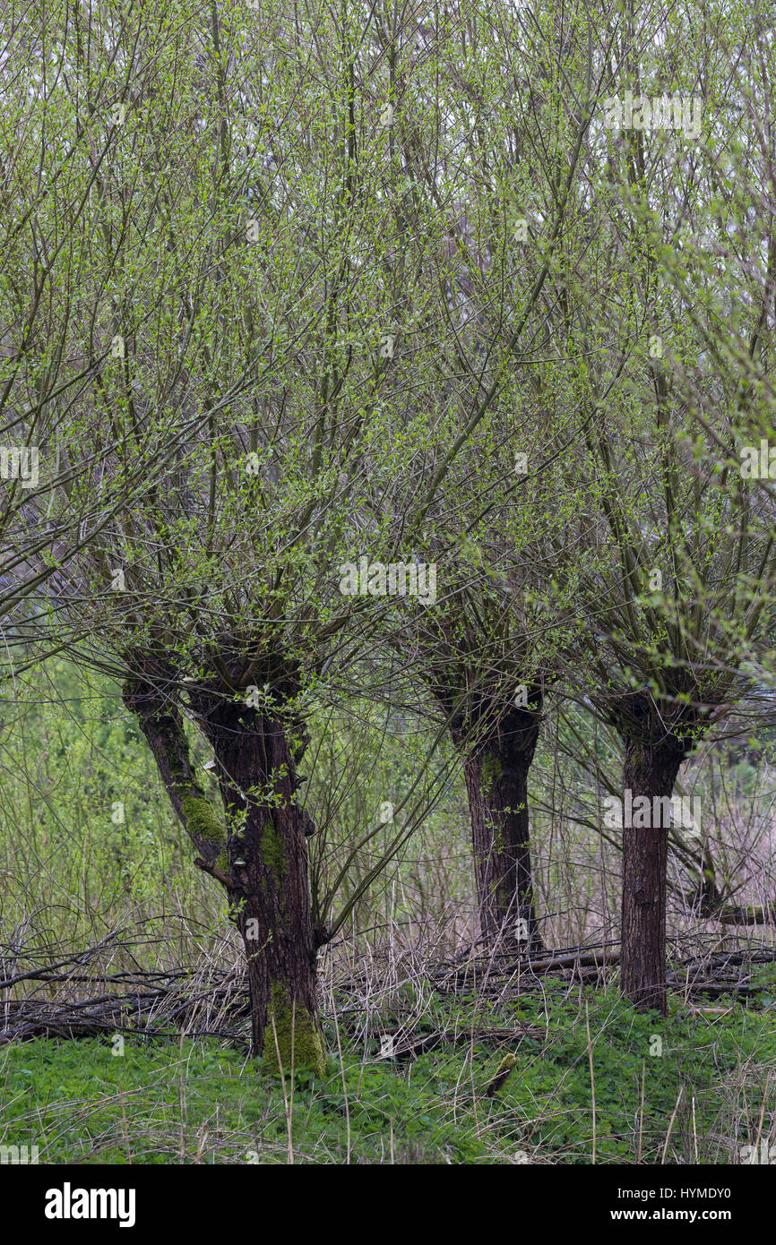 Kopfweiden, Kopfweide, Kopf-Weiden, Kopfbaum, Kopfbäume, Weide, Weiden ...
