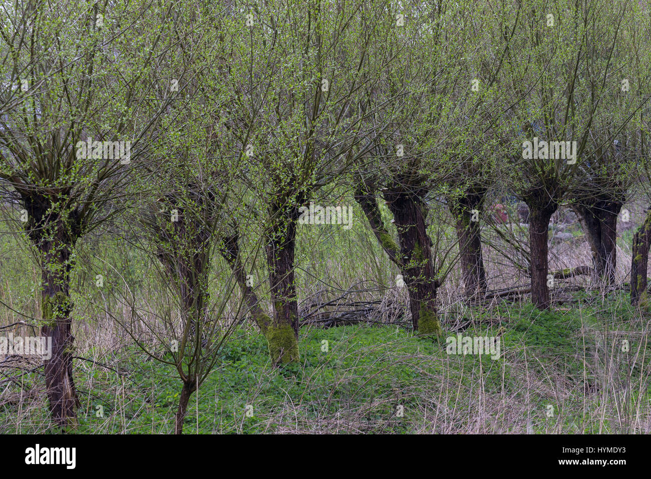 Kopfweiden, Kopfweide, Kopf-Weiden, Kopfbaum, Kopfbäume, Weide, Weiden ...