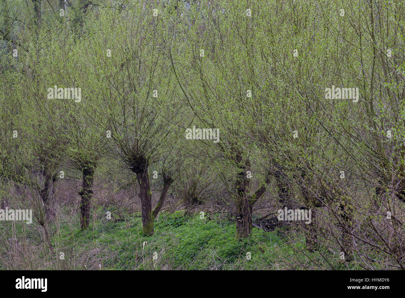 Kopfweiden, Kopfweide, Kopf-Weiden, Kopfbaum, Kopfbäume, Weide, Weiden ...