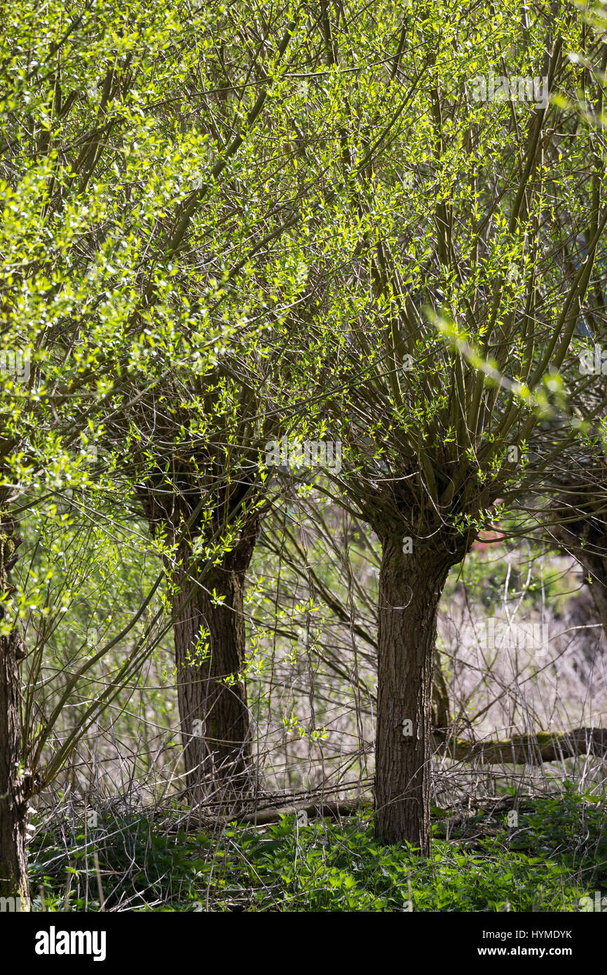 Kopfweiden, Kopfweide, Kopf-Weiden, Kopfbaum, Kopfbäume, Weide, Weiden ...