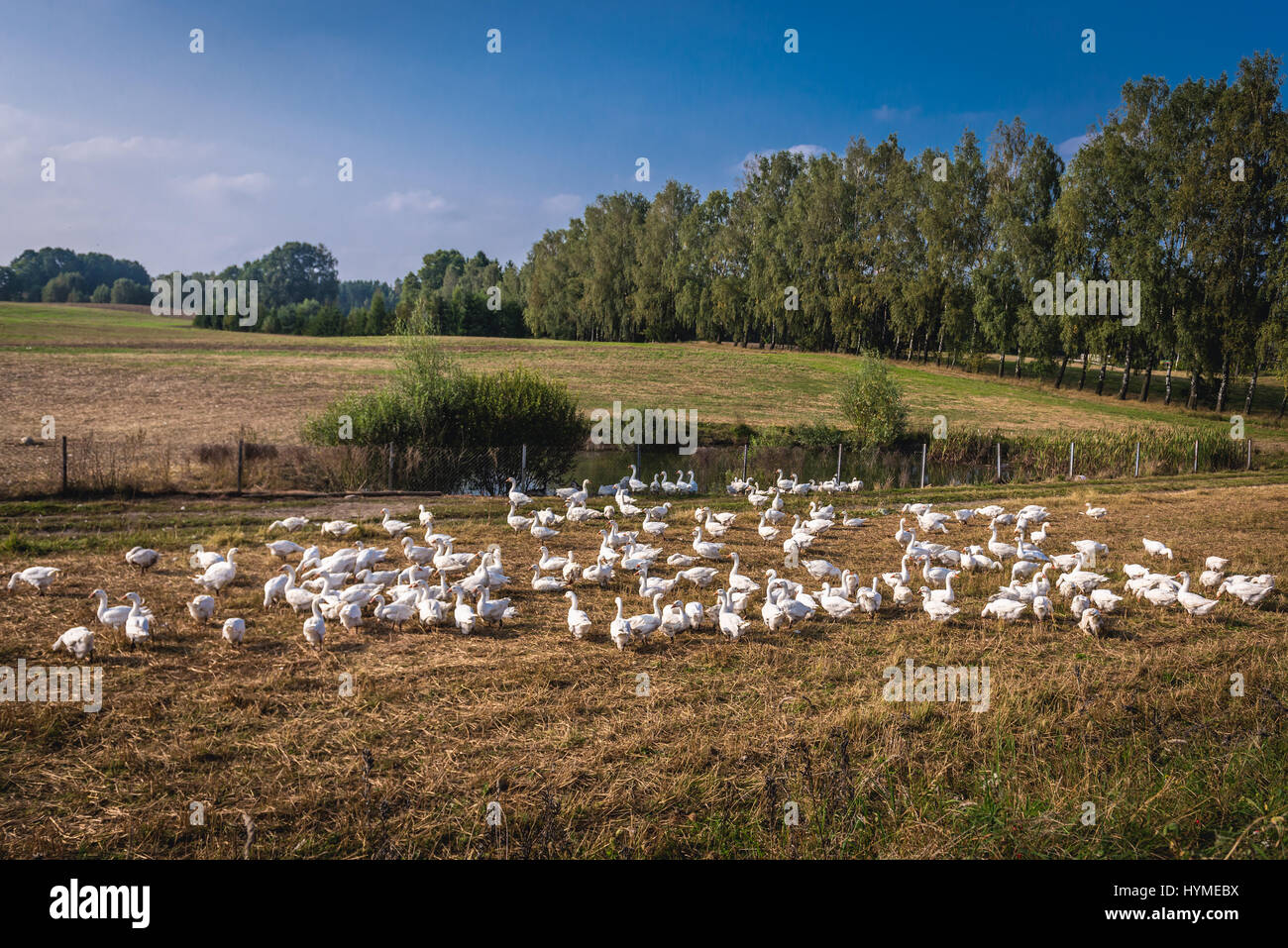 Flock of domestic geese on a field in Koscierzyna commune, Kashubia ...