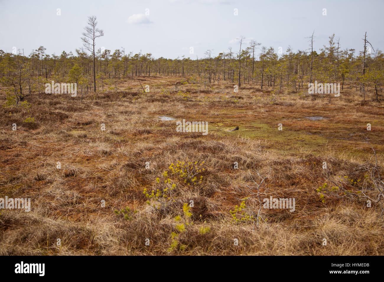 A beautiful early spring landscape of a marsh Stock Photo - Alamy