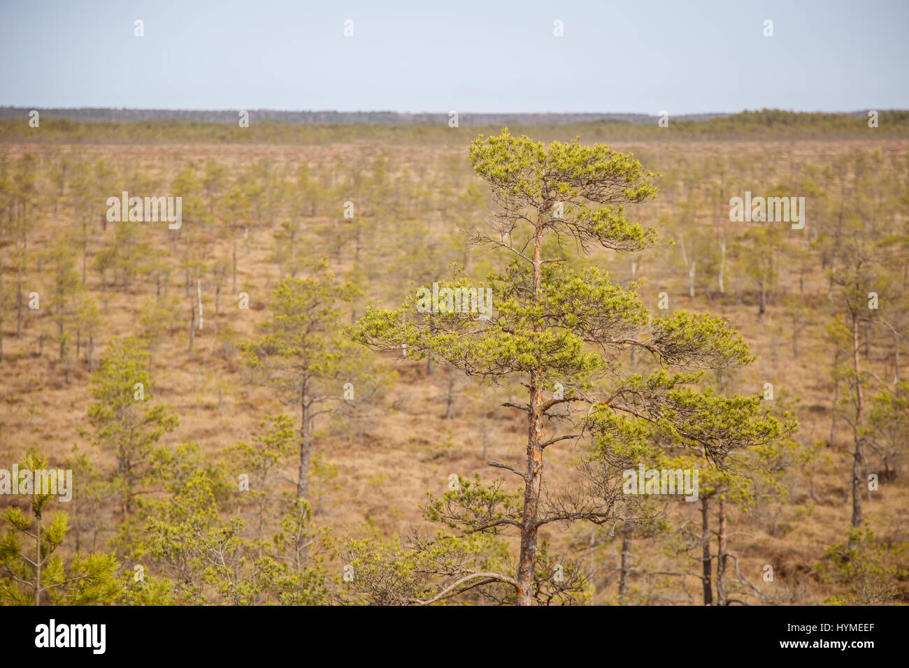 A beautiful early spring landscape of a marsh Stock Photo - Alamy