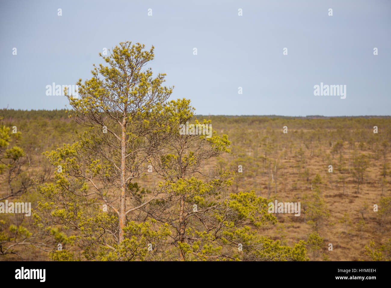 A beautiful early spring landscape of a marsh Stock Photo - Alamy