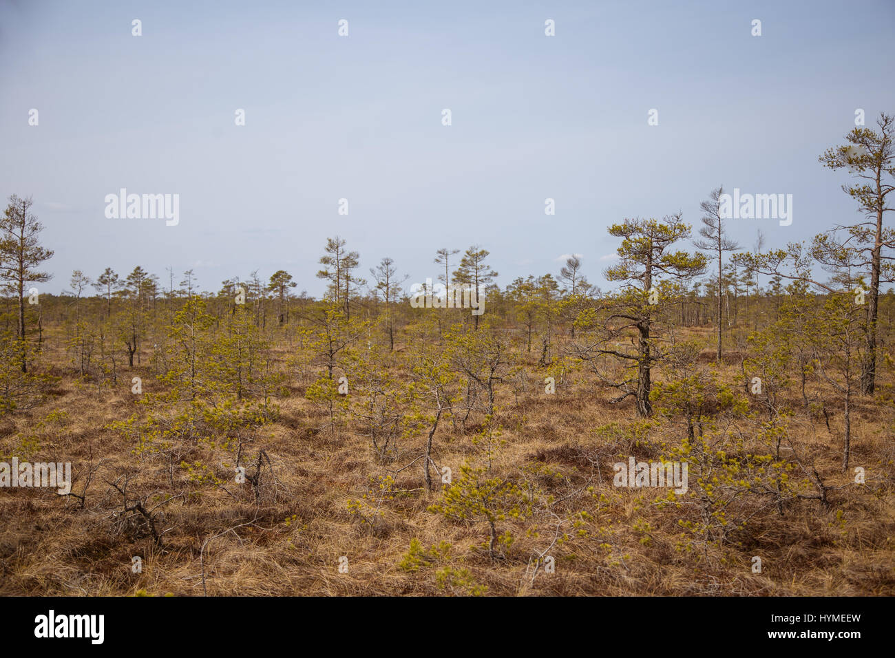 Wetland spring hi-res stock photography and images - Alamy