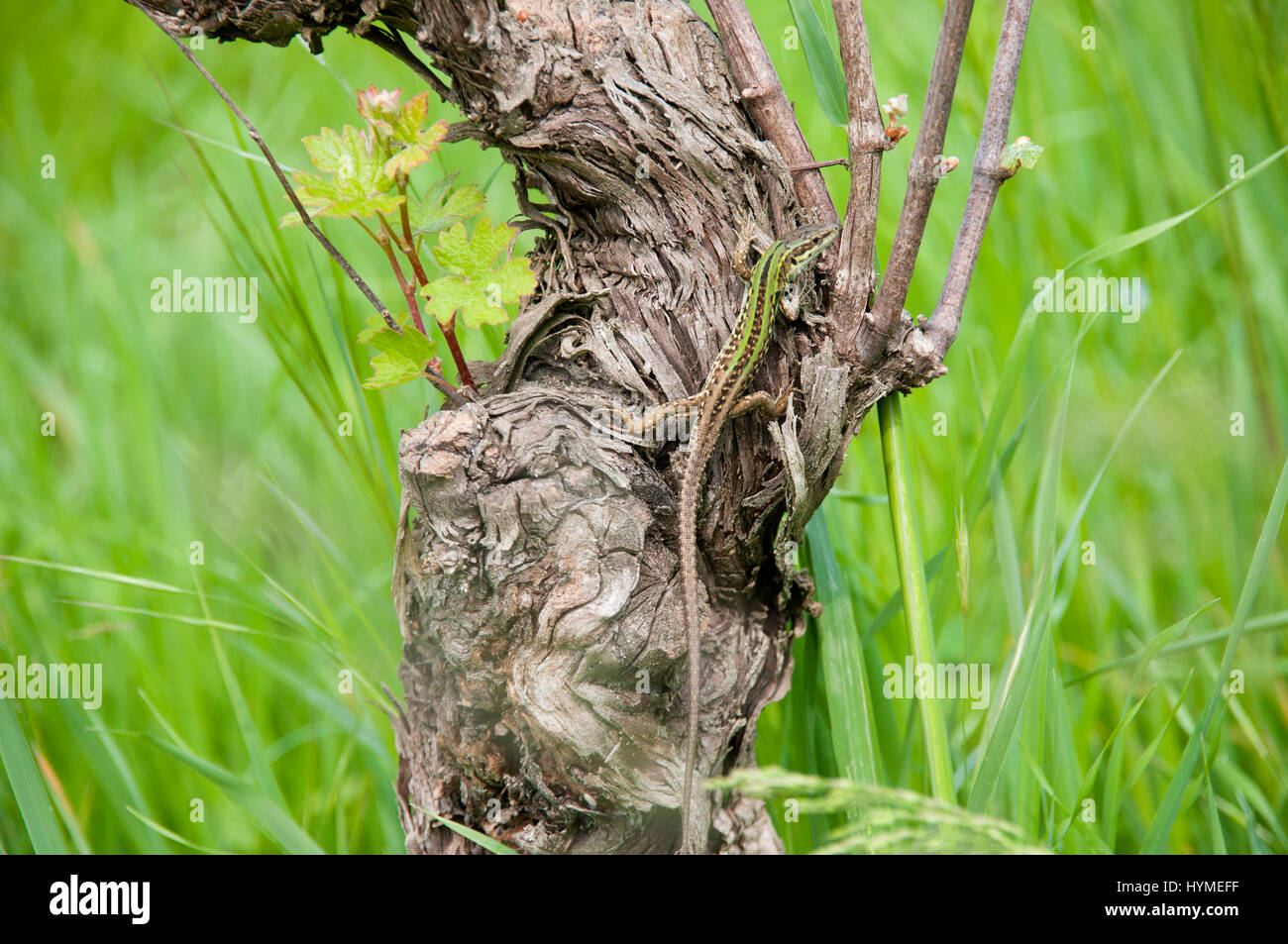 Lizard vine hi-res stock photography and images - Alamy