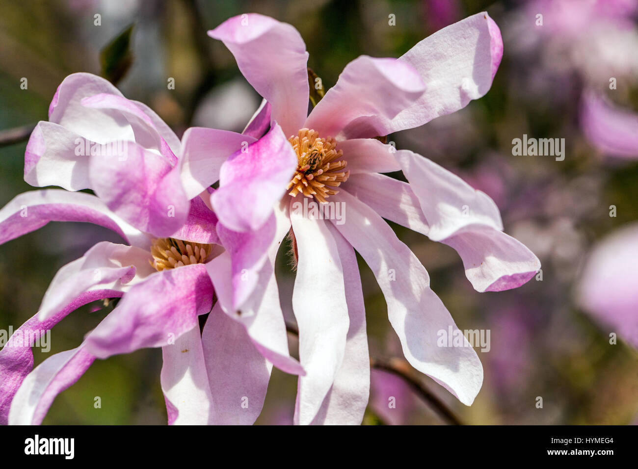 Magnolia Stellata Rosea High Resolution Stock Photography and Images ...