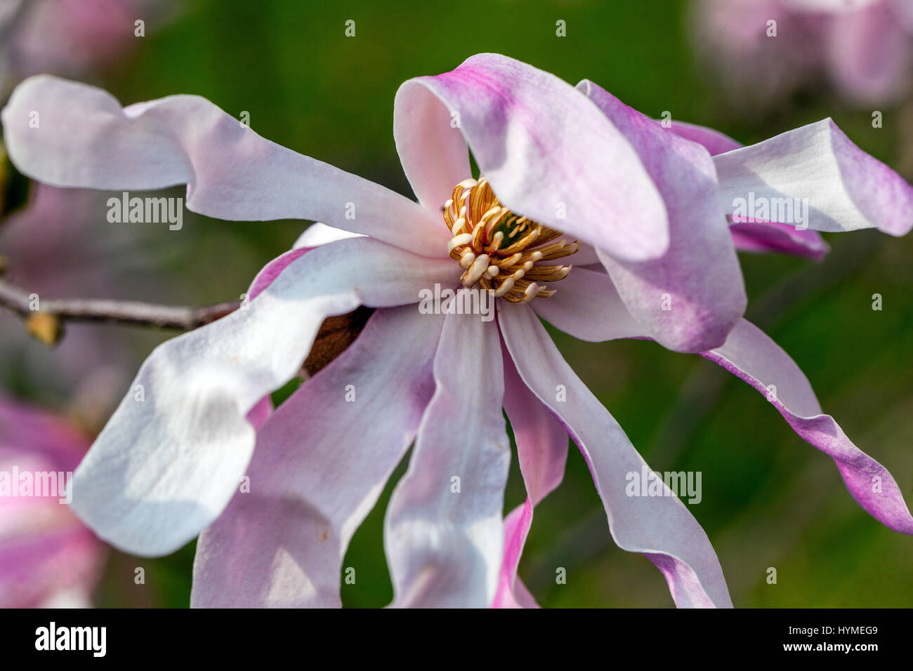 Magnolia stellata ‘Rosea’ in bloom Stock Photo - Alamy