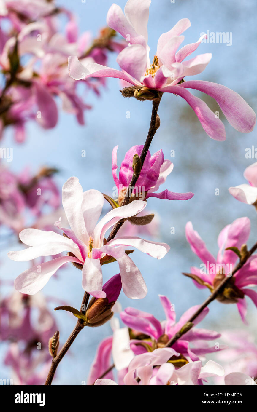Magnolia stellata rosea hi-res stock photography and images - Alamy