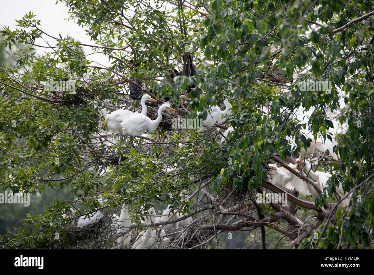 Tree filled with young nesting white egret birds Fergus Falls Minnesota ...