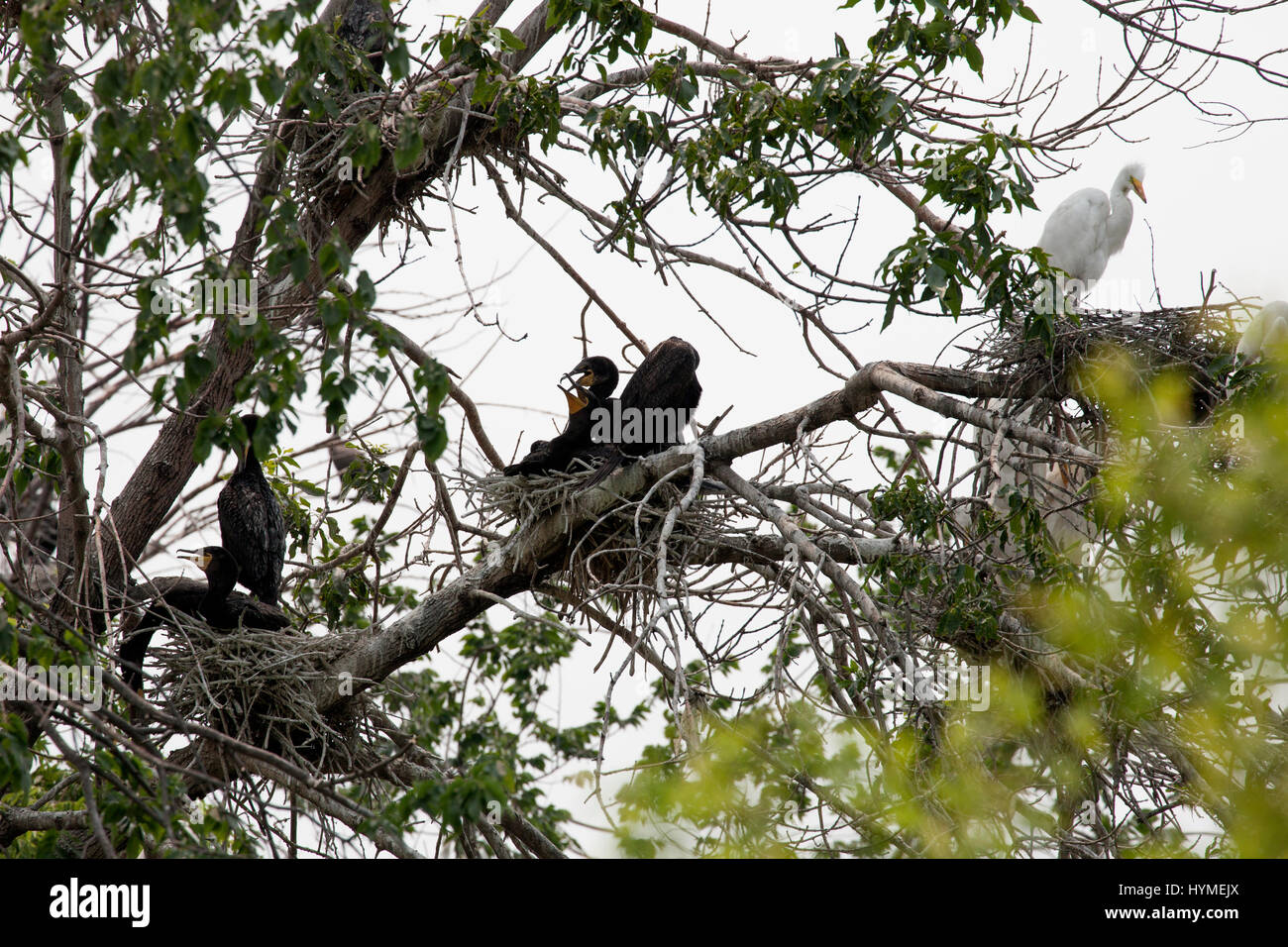 Young egrets and cormorant birds nesting in a tree. Fergus Falls ...