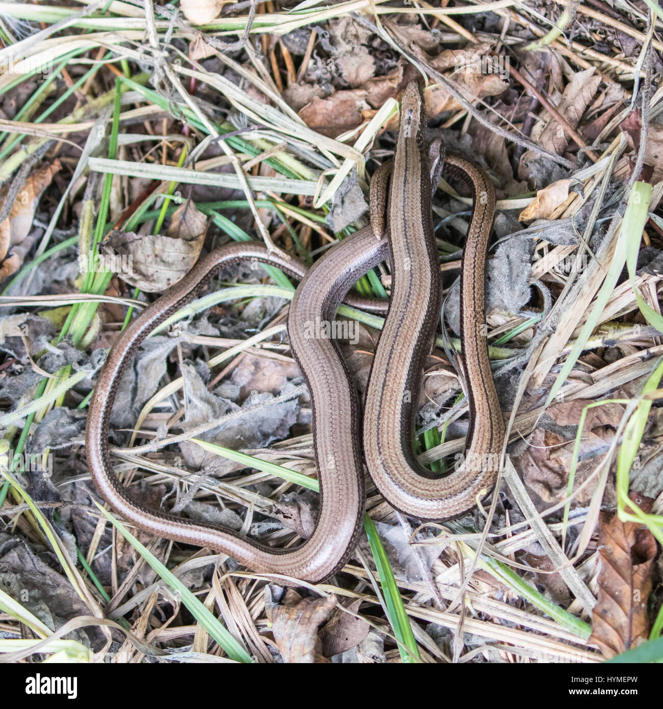 2 Slow Worms (Anguis fragilis) Legless Lizard Stock Photo - Alamy