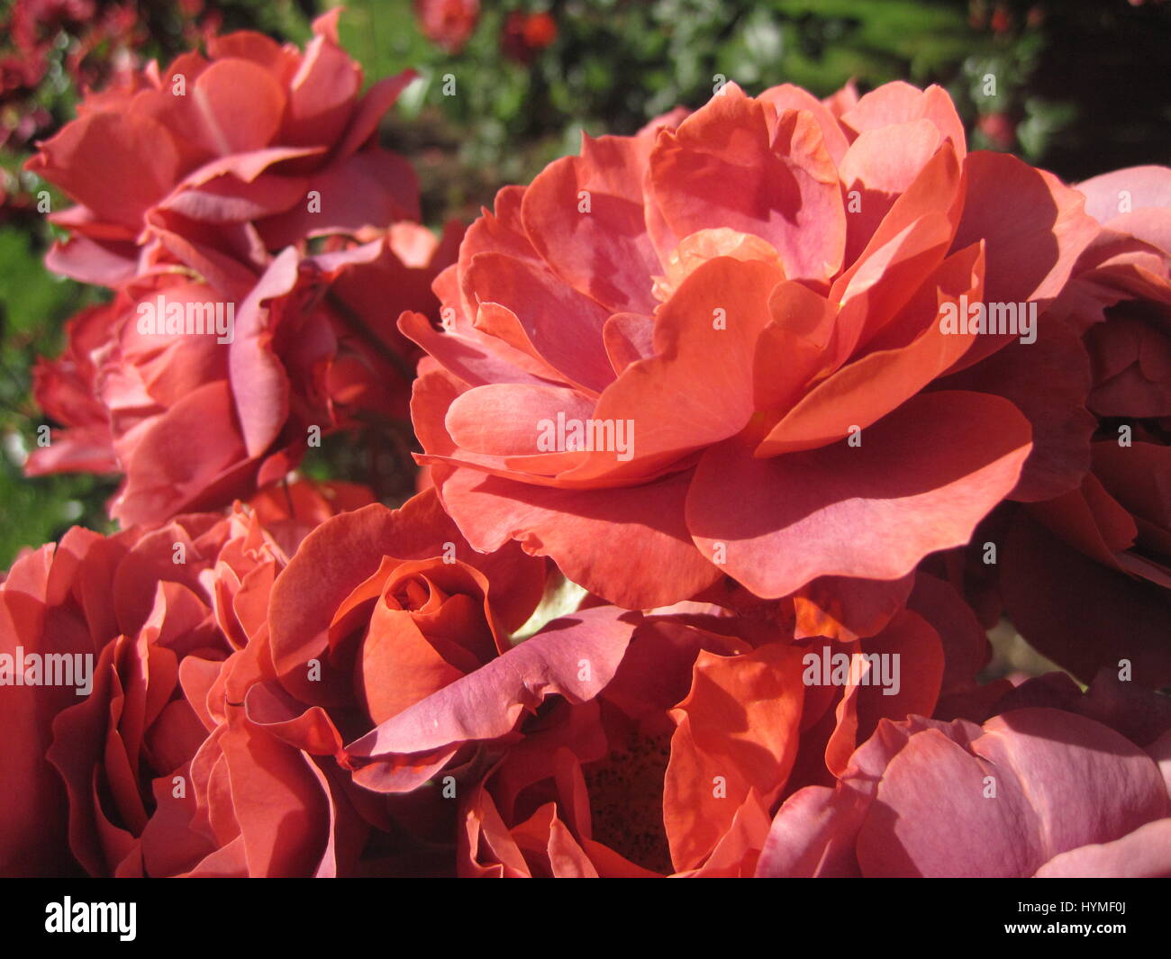 Rose blooms in botanic garden Stock Photo - Alamy