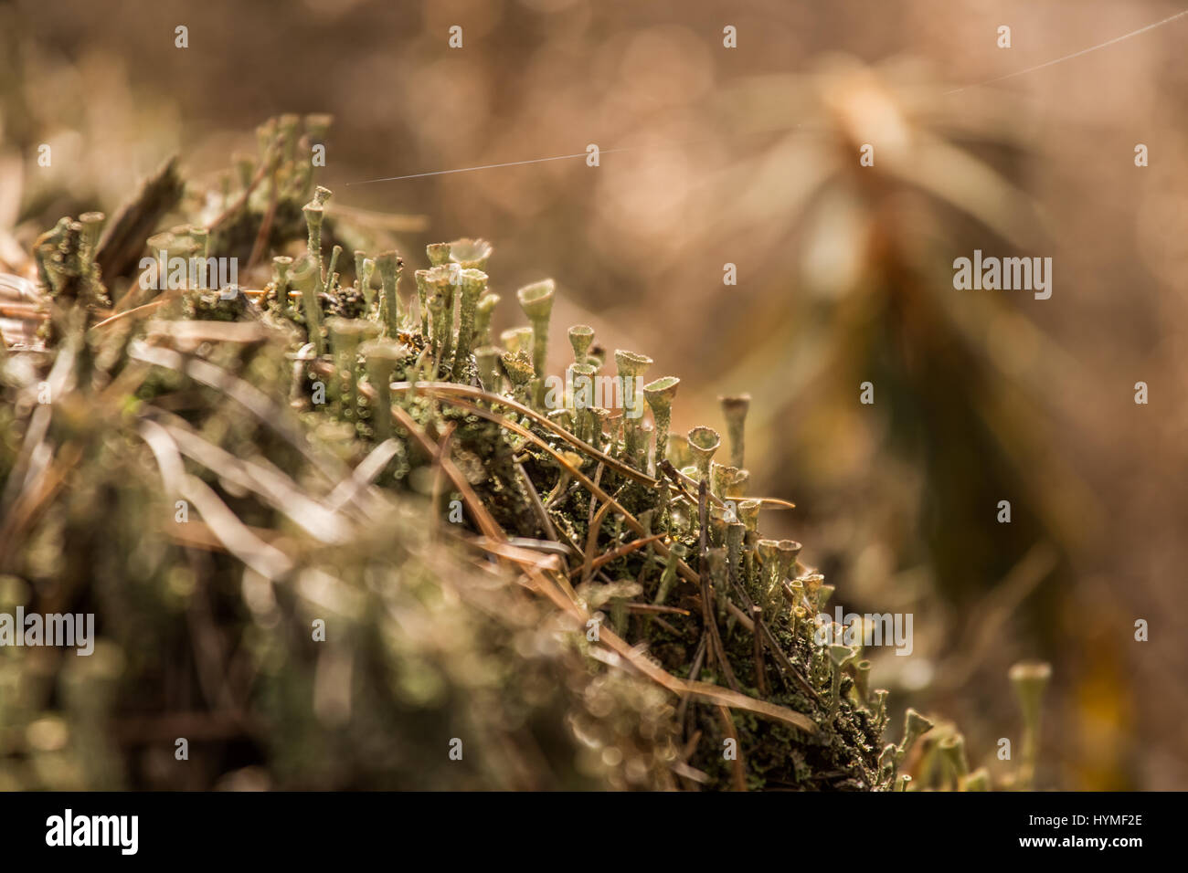 A beautiful ground foliage in a marsh in early spring Stock Photo - Alamy