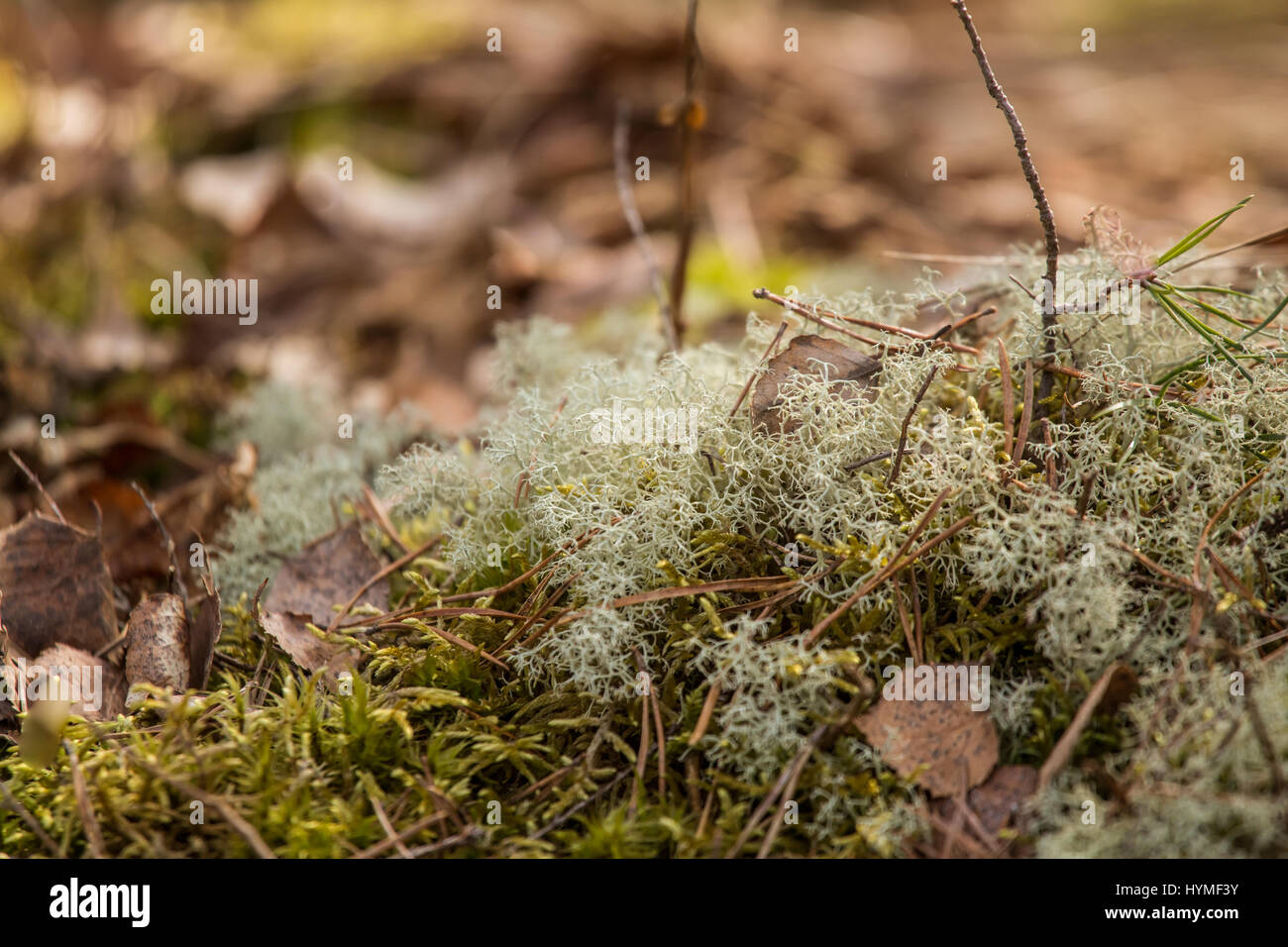 A beautiful ground foliage in a marsh in early spring Stock Photo - Alamy