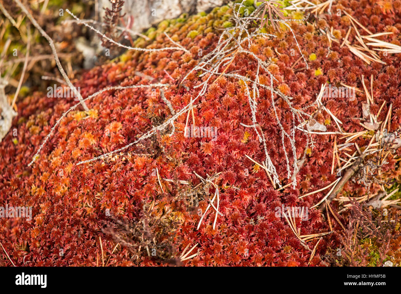A beautiful ground foliage in a marsh in early spring Stock Photo - Alamy
