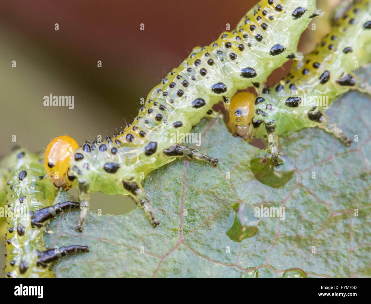 Rose Sawfly Larvae Eating a Leaf. Close Up. Argidae Stock Photo - Alamy