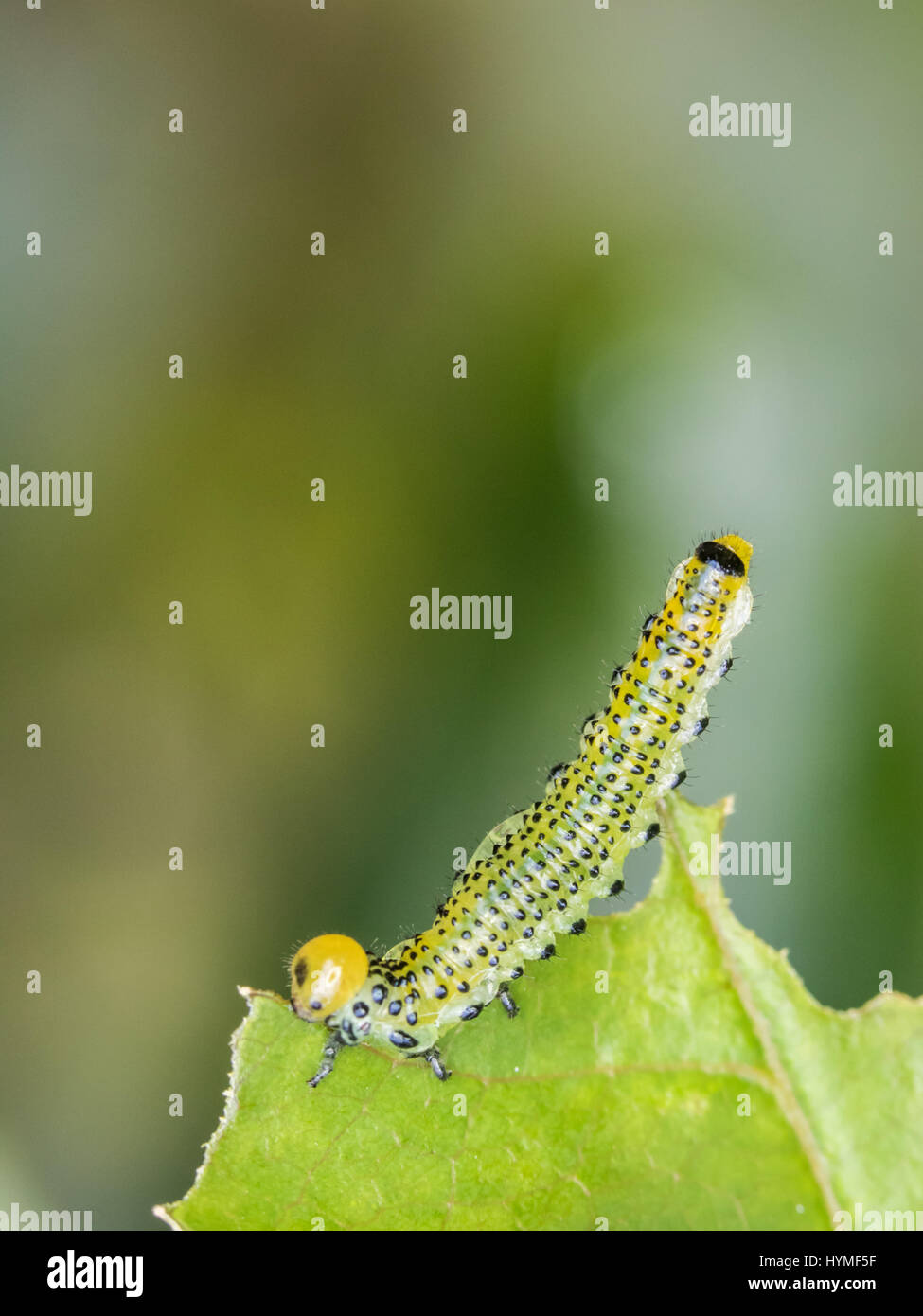 Rose Sawfly Larvae Eating a Leaf. Close Up. Argidae Stock Photo - Alamy