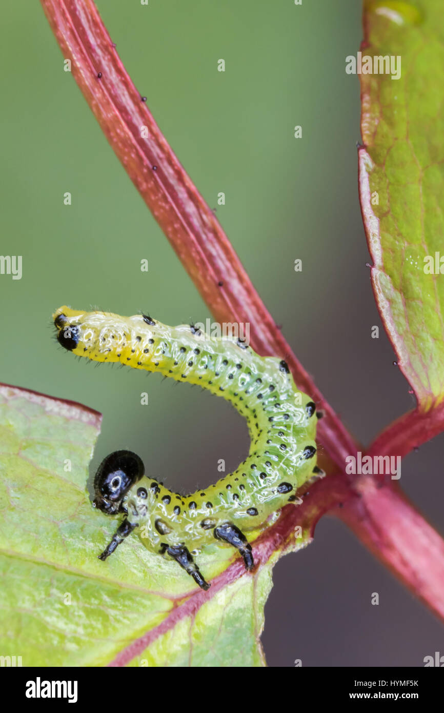 Rose Sawfly Larvae Eating a Leaf. Close Up. Argidae Stock Photo - Alamy