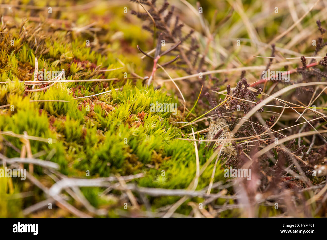 A beautiful ground foliage in a marsh in early spring Stock Photo - Alamy