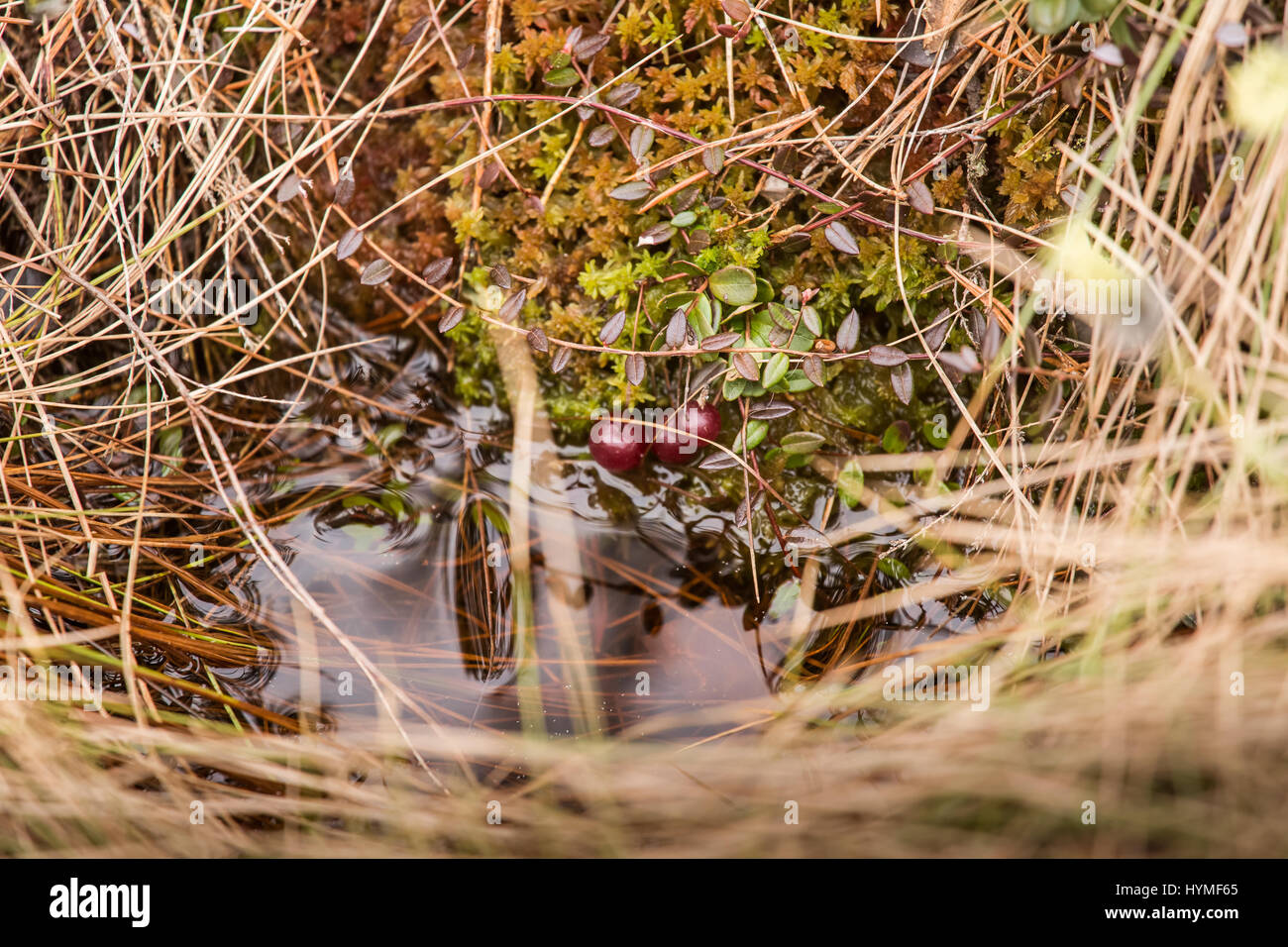 A beautiful ground foliage in a marsh in early spring Stock Photo - Alamy