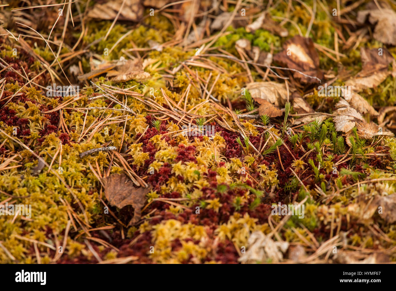 A beautiful ground foliage in a marsh in early spring Stock Photo - Alamy