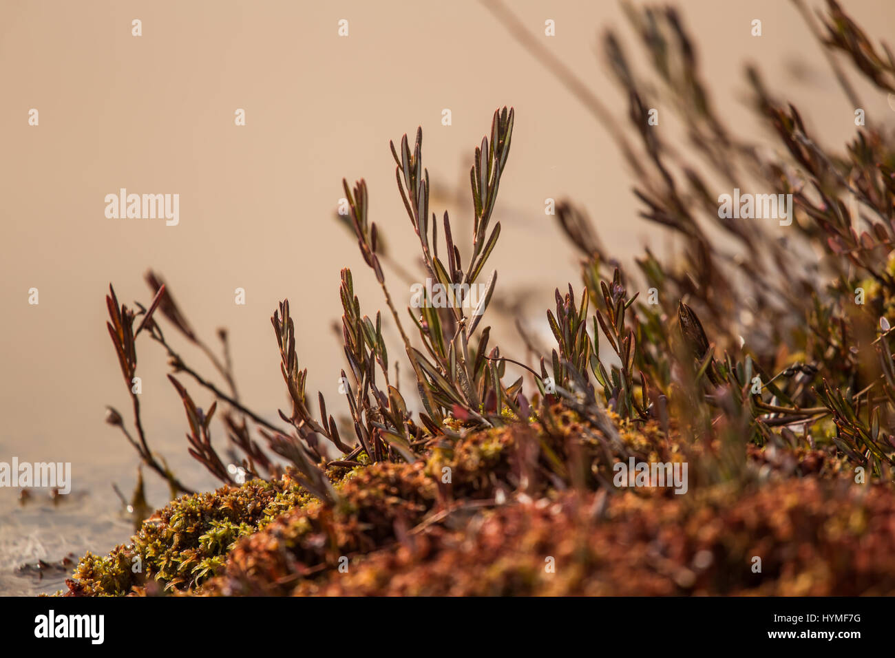 A beautiful ground foliage in a marsh in early spring Stock Photo - Alamy