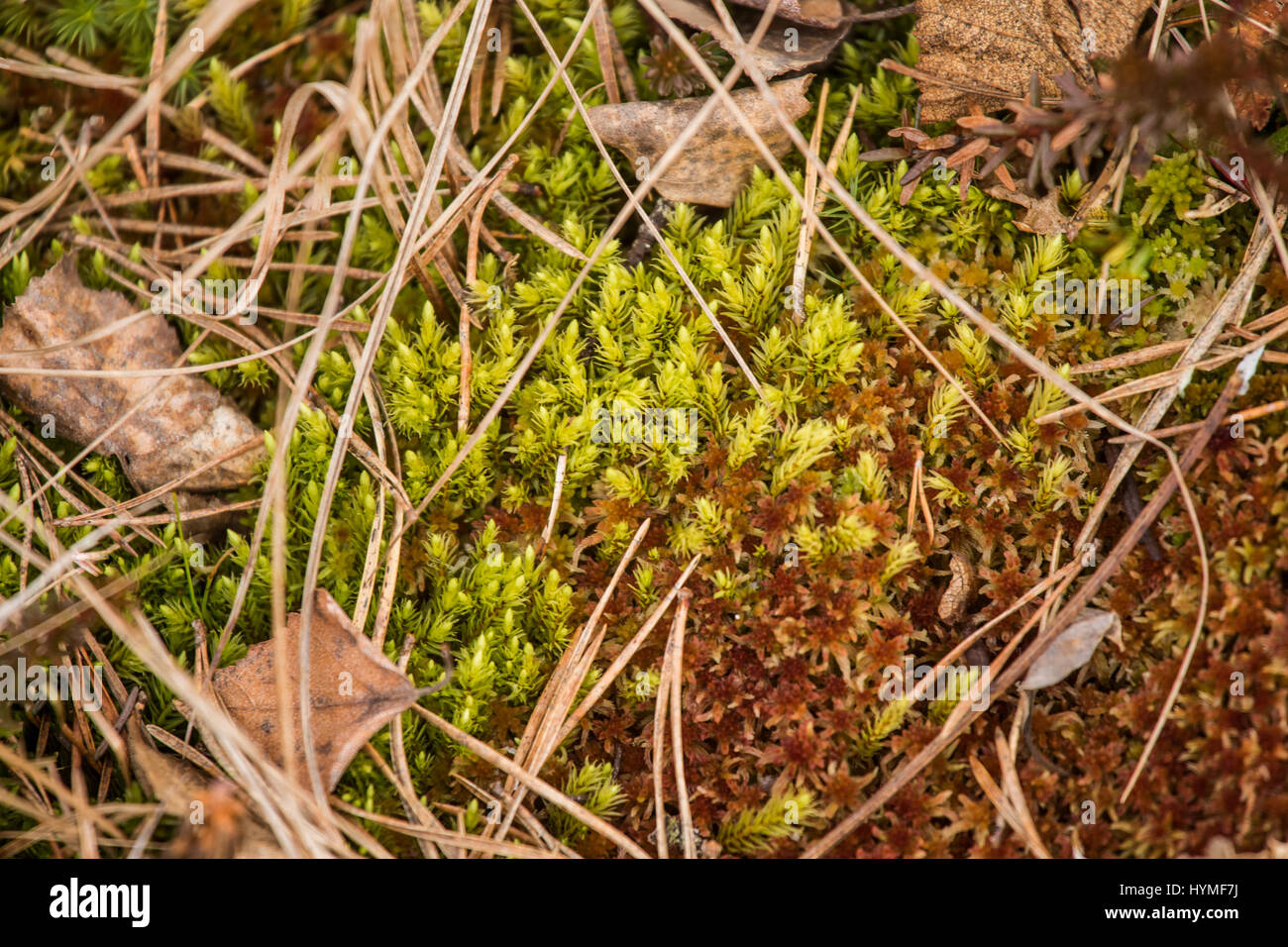 A beautiful ground foliage in a marsh in early spring Stock Photo - Alamy