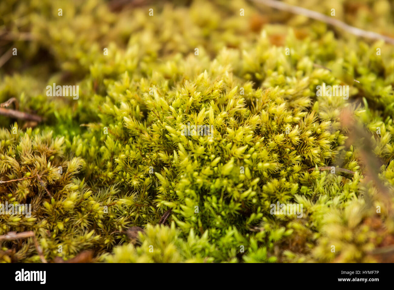 A beautiful ground foliage in a marsh in early spring Stock Photo - Alamy