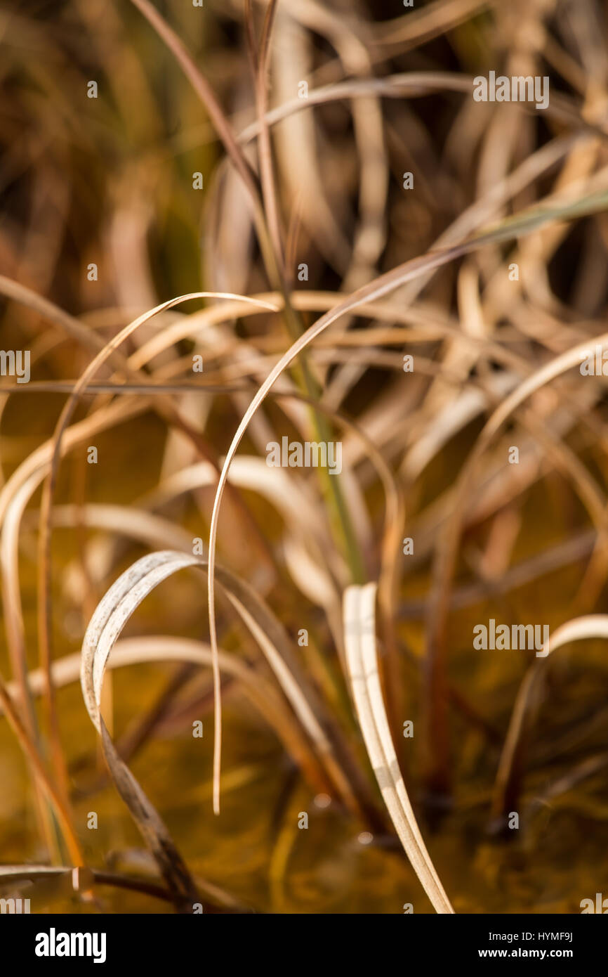 An abstract closeup pattern of a brown grass Stock Photo - Alamy
