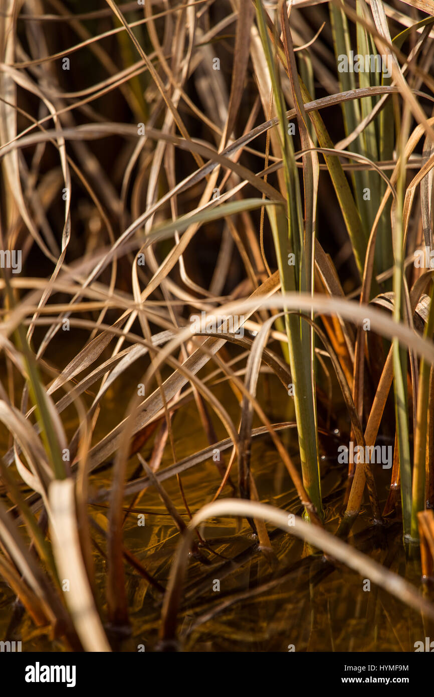 An abstract closeup pattern of a brown grass Stock Photo - Alamy