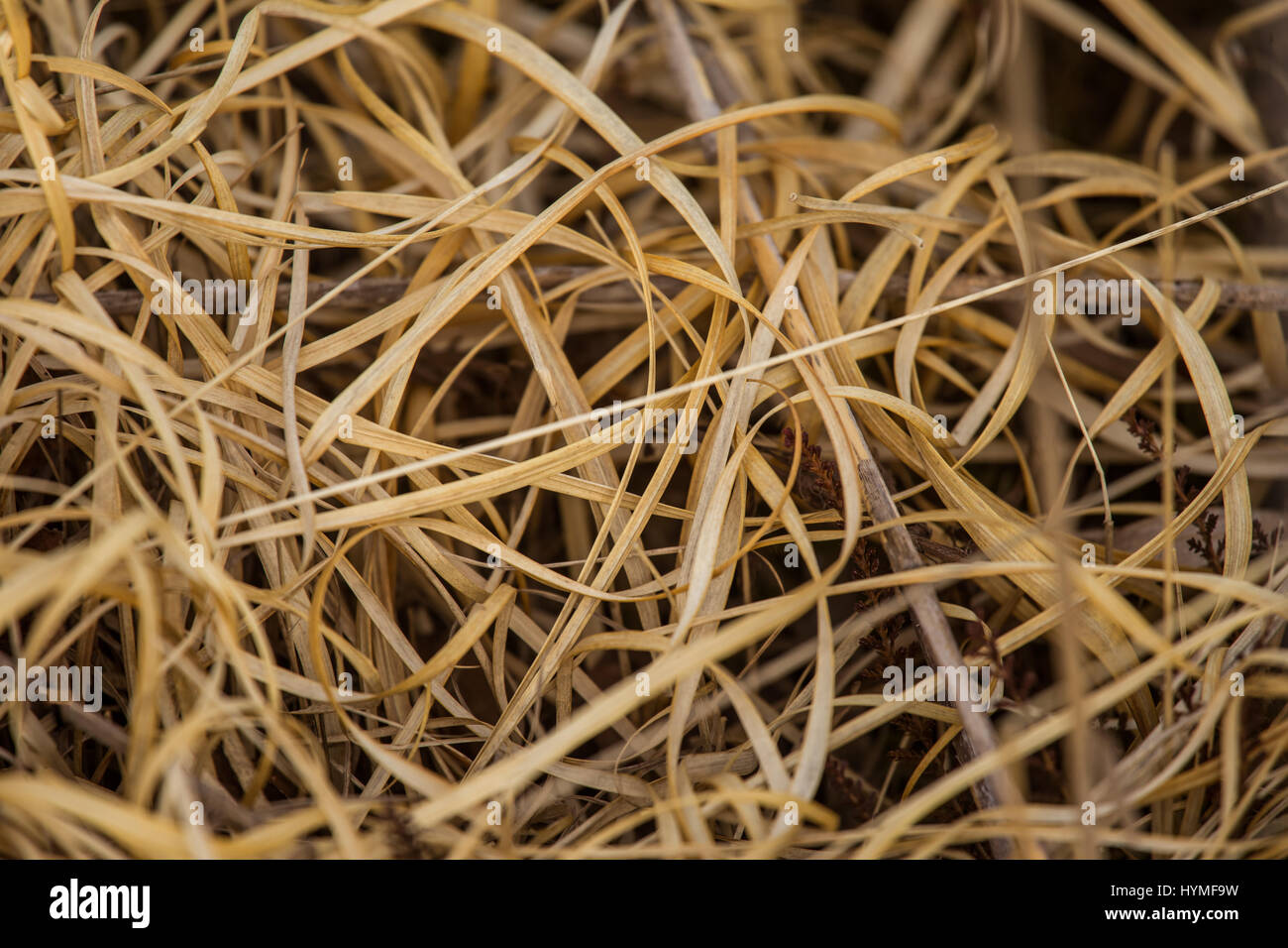 Brown grass pattern hi-res stock photography and images - Alamy