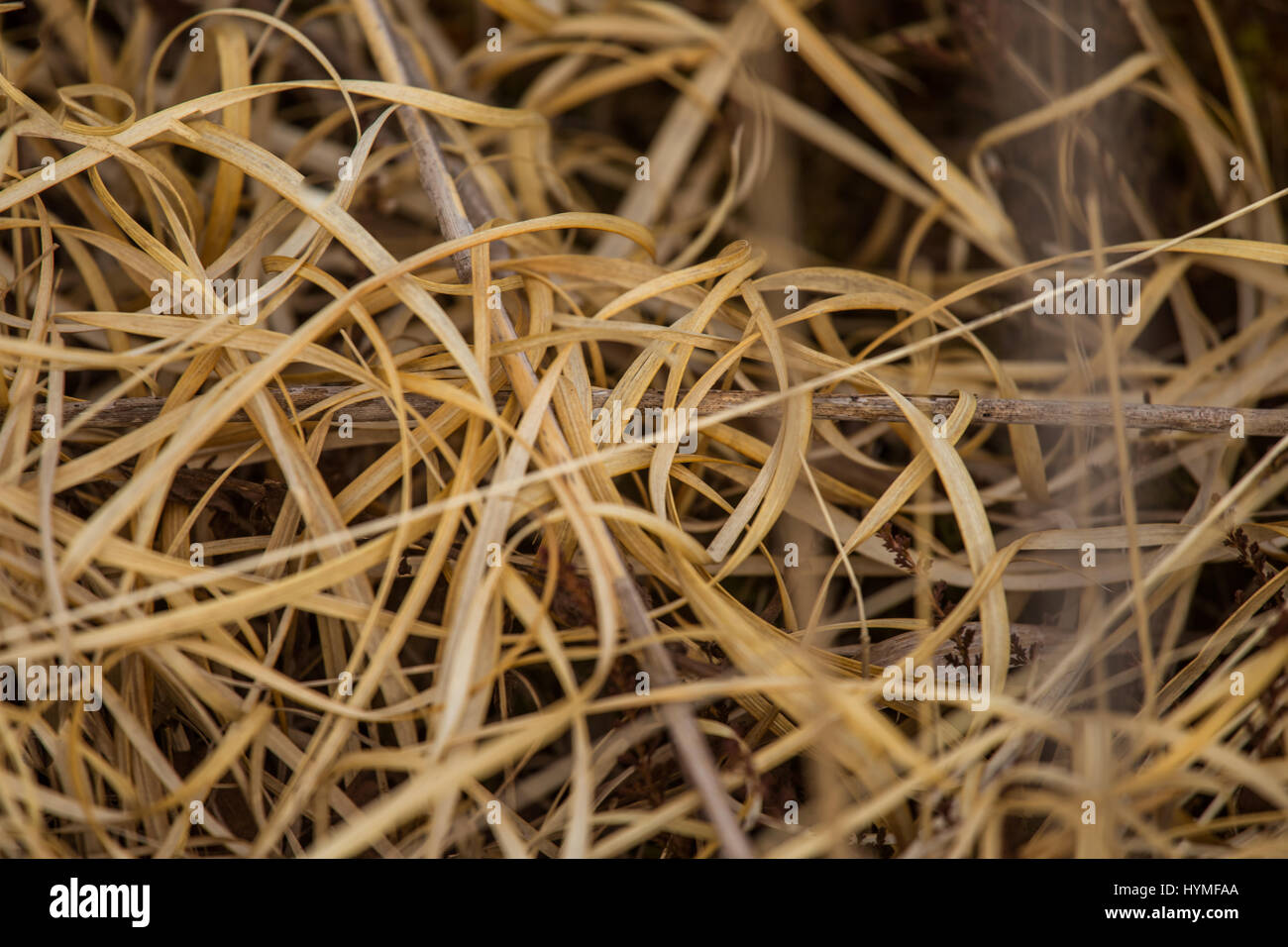 An abstract closeup pattern of a brown grass Stock Photo - Alamy