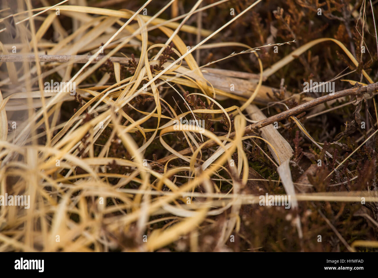 An abstract closeup pattern of a brown grass Stock Photo - Alamy
