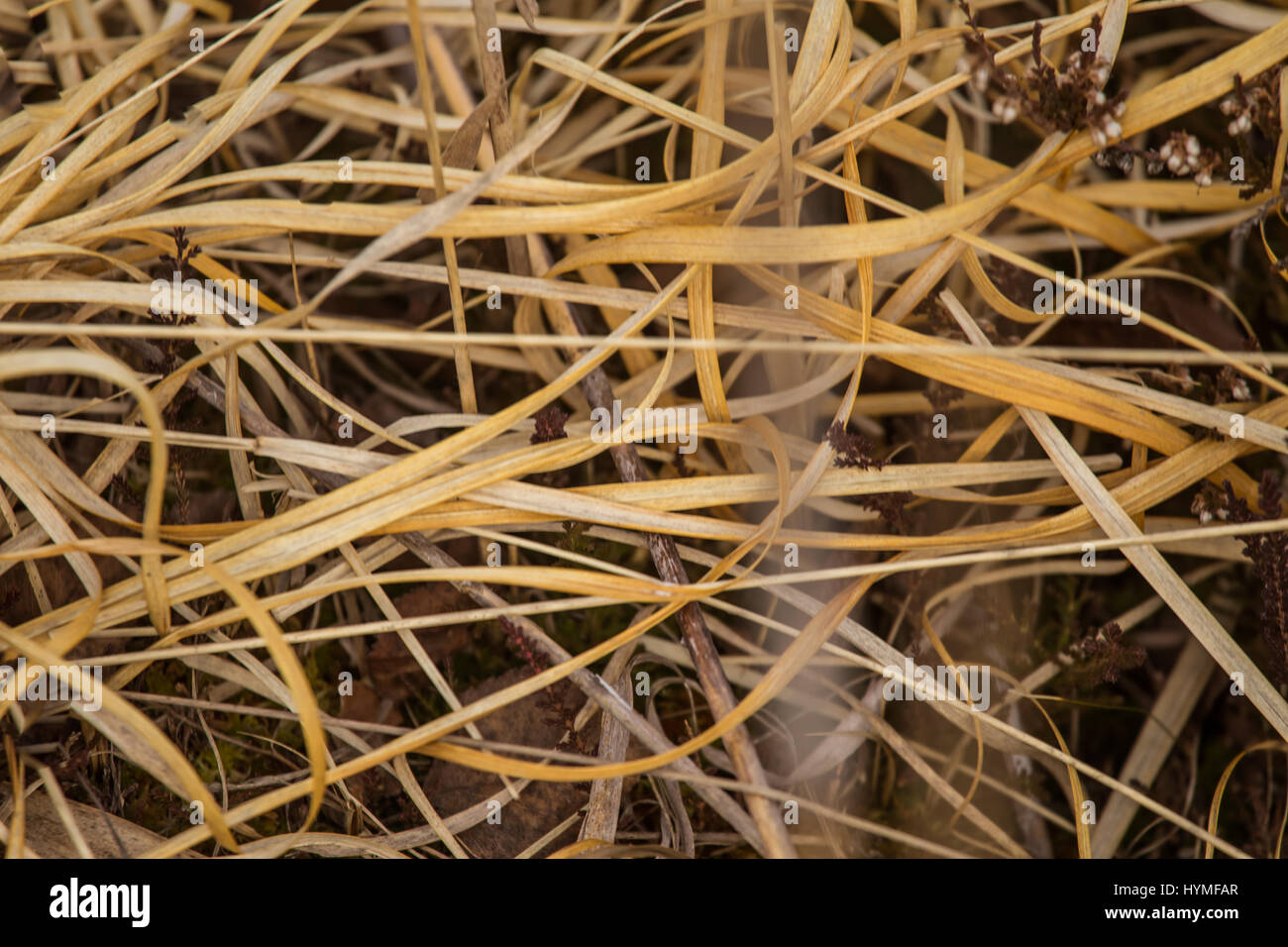 An abstract closeup pattern of a brown grass Stock Photo - Alamy