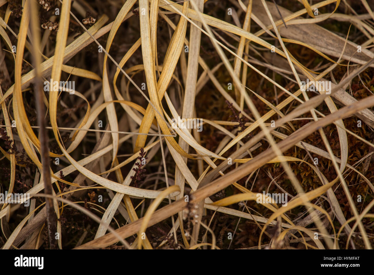 An abstract closeup pattern of a brown grass Stock Photo - Alamy