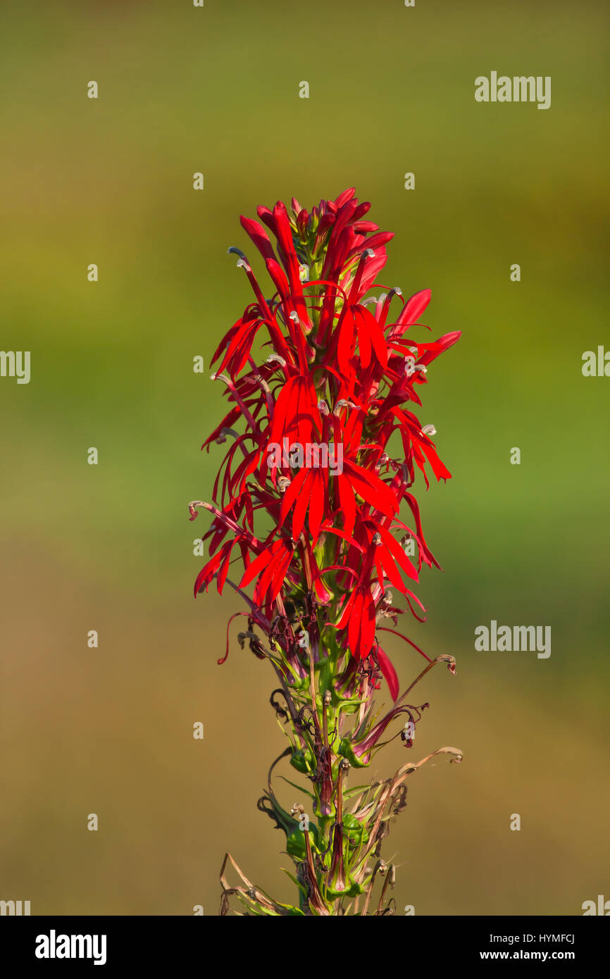 Cardinal Flower Lobelia Cardinalis High Resolution Stock Photography ...