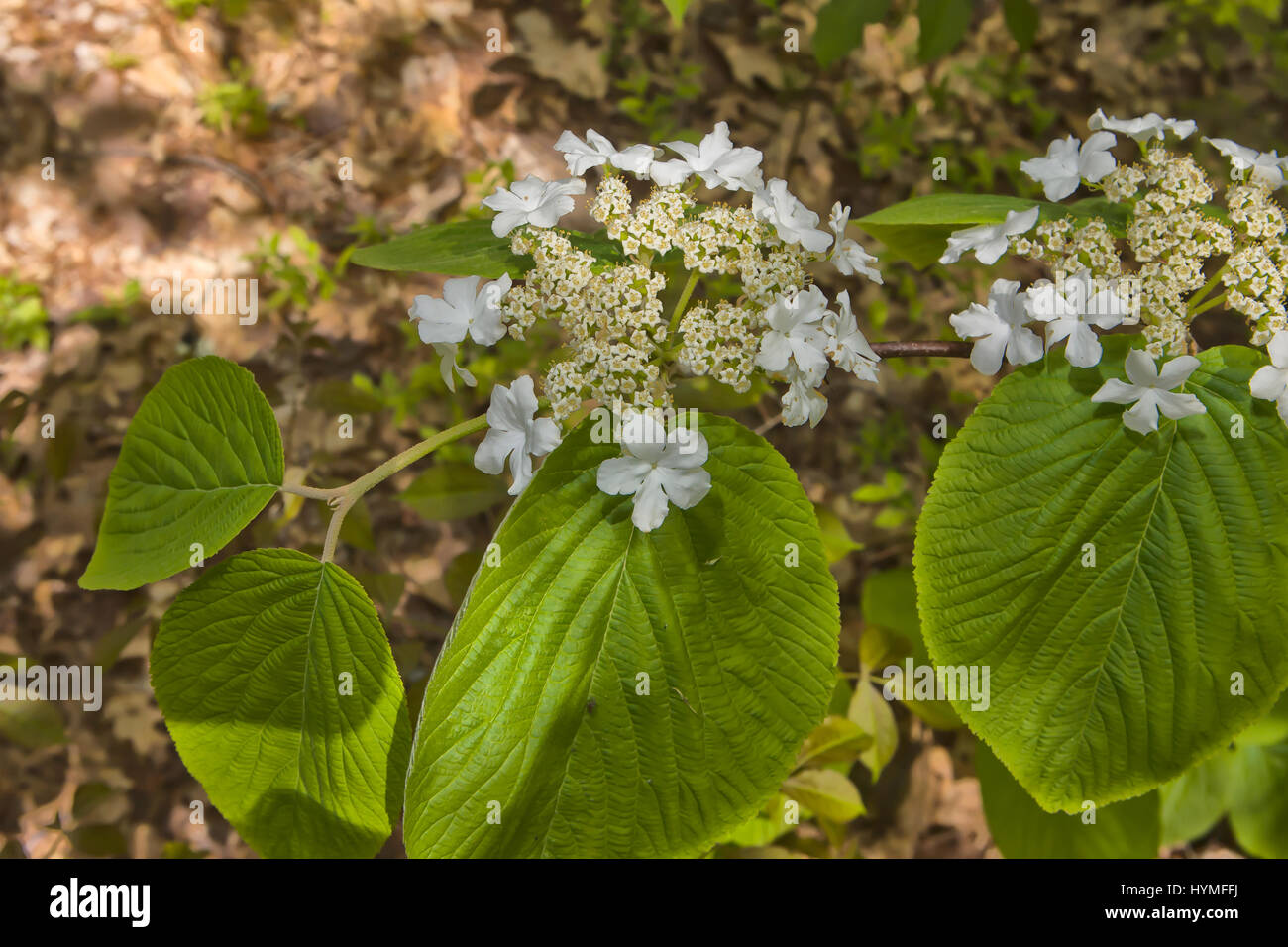 Lantanoides High Resolution Stock Photography and Images - Alamy