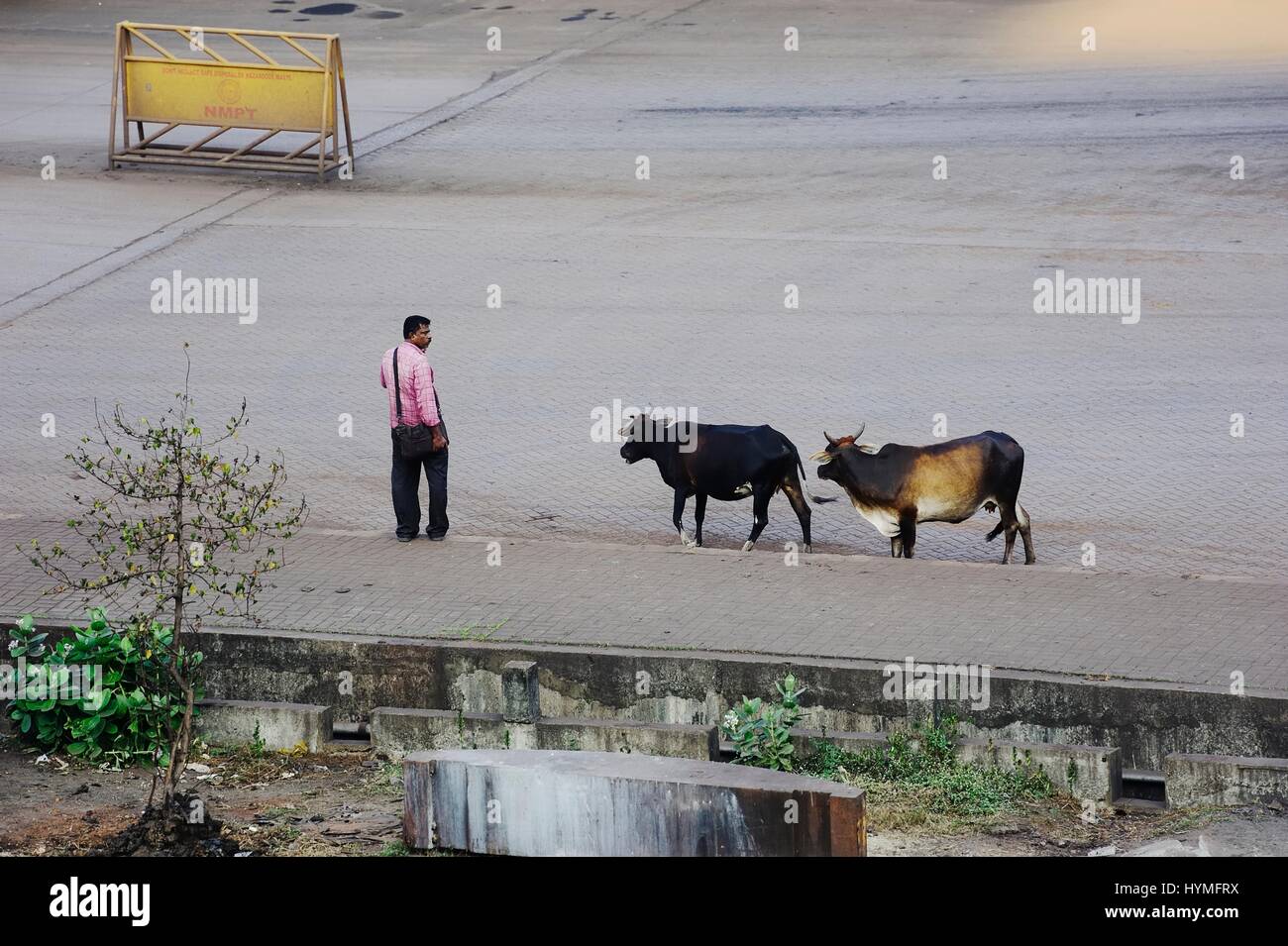 Two cows following a man Stock Photo - Alamy
