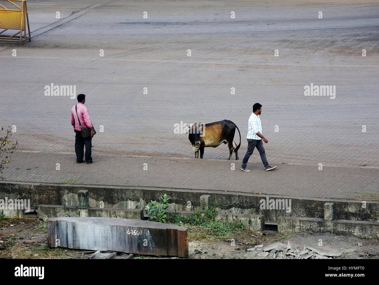 Two cows following a man Stock Photo - Alamy