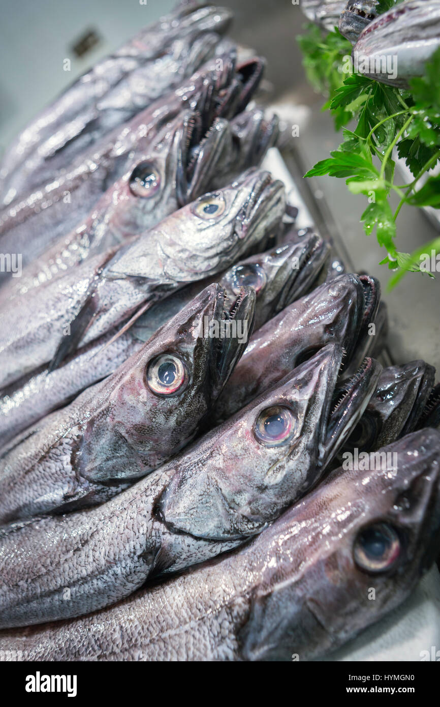 Freshly caught fish at the fish market in Cadiz, Andalucia, Spain Stock ...