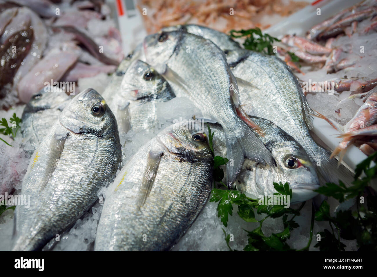 Freshly caught fish at the fish market in Cadiz, Andalucia, Spain Stock ...