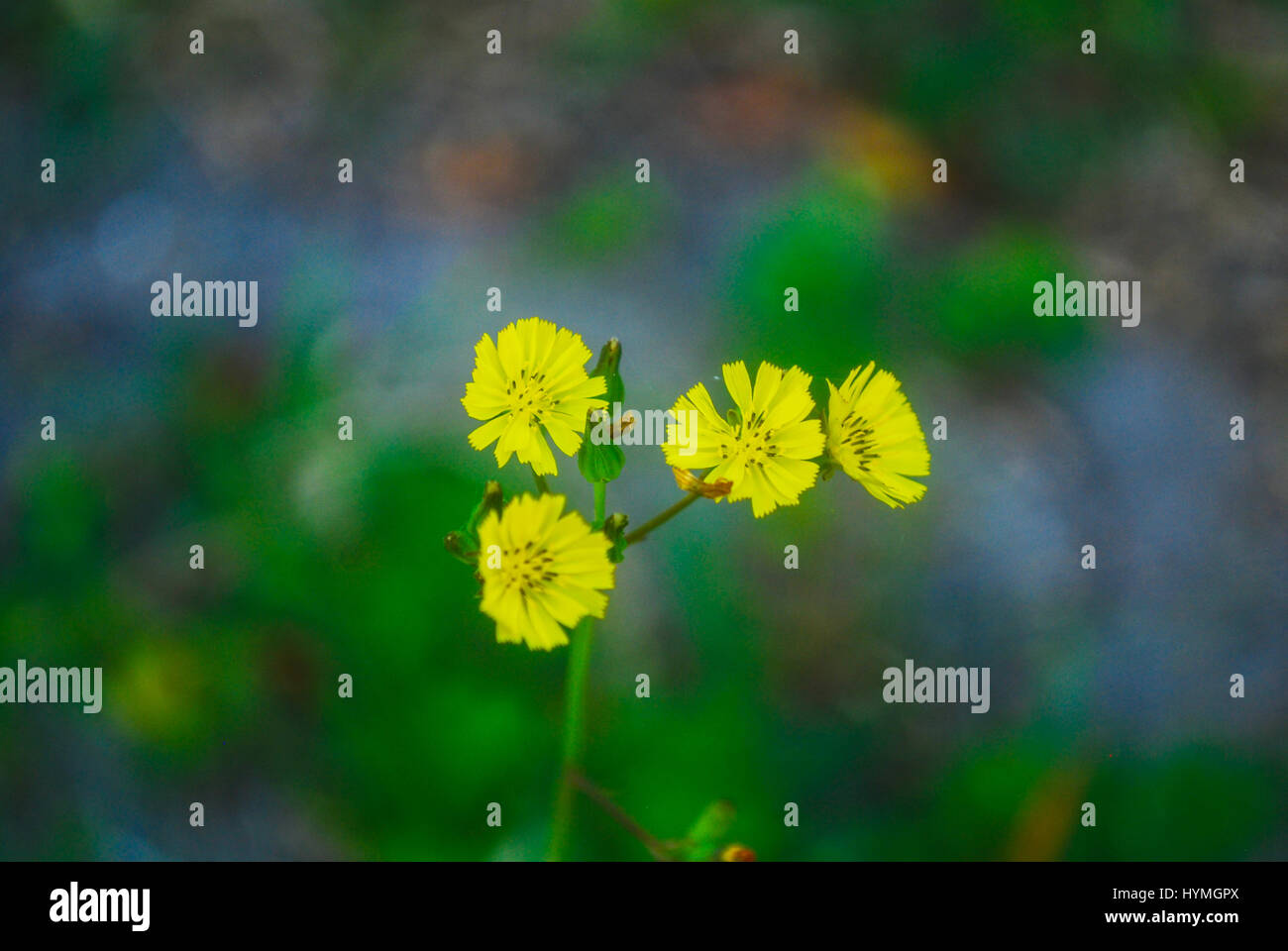 Yellow hawkweed hi-res stock photography and images - Alamy