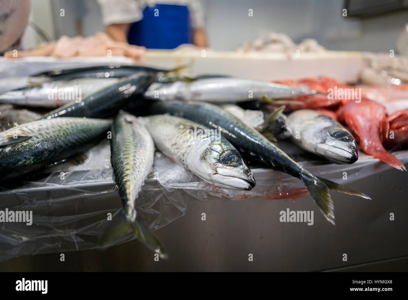 Freshly caught fish at the fish market in Cadiz, Andalucia, Spain Stock ...
