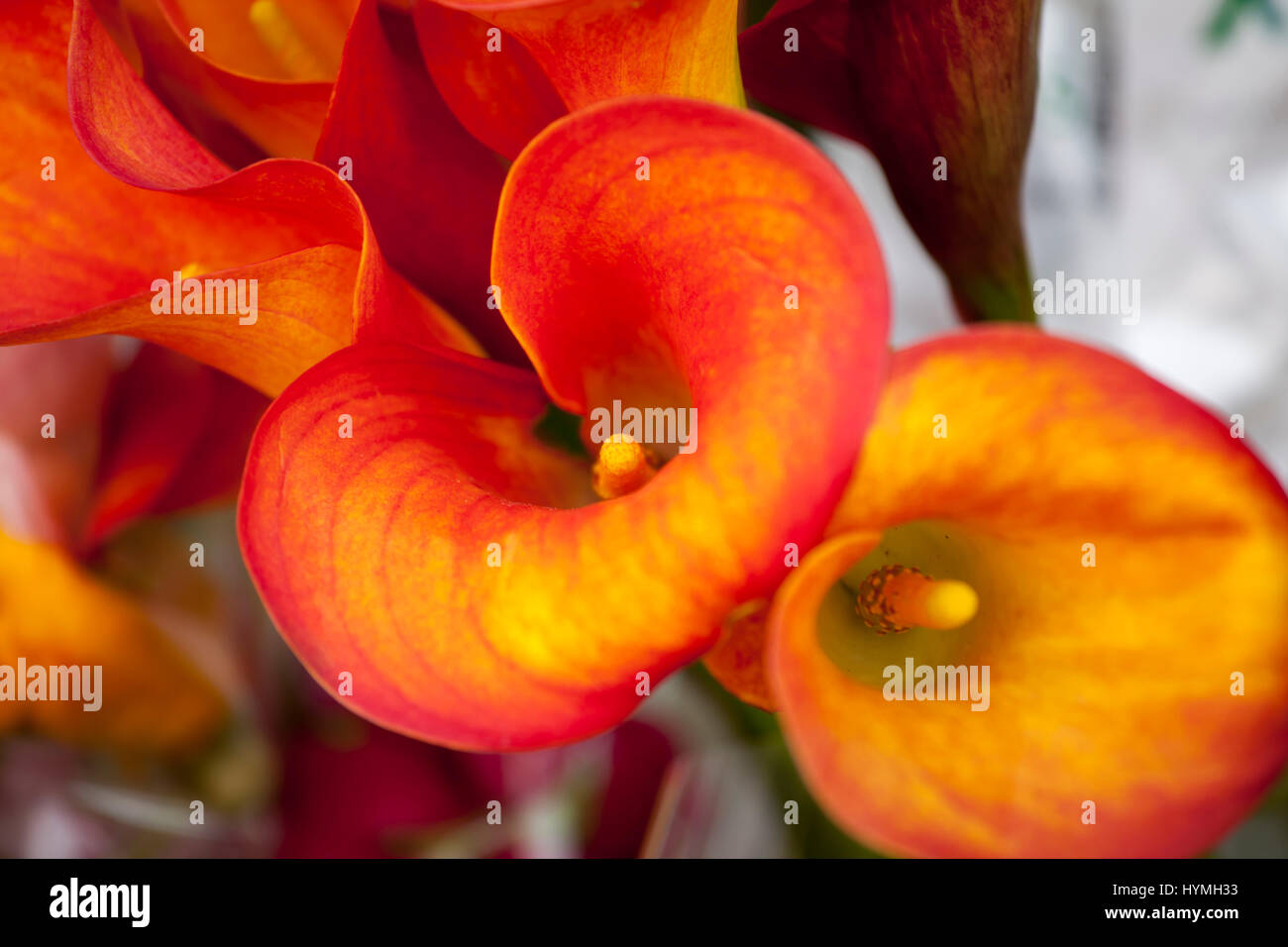 the flower of an orange calla lily and partial leaf as ornament Stock ...