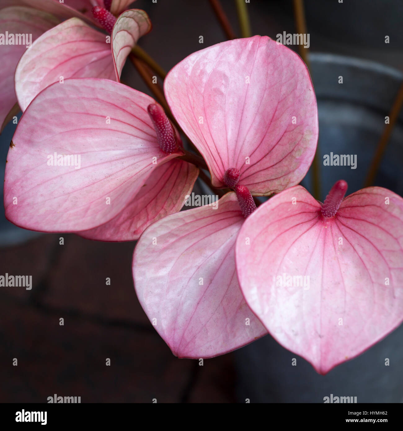 Red Calla (Bog Arum, Marsh Calla, Wild Calla, and Water-arum) is a ...
