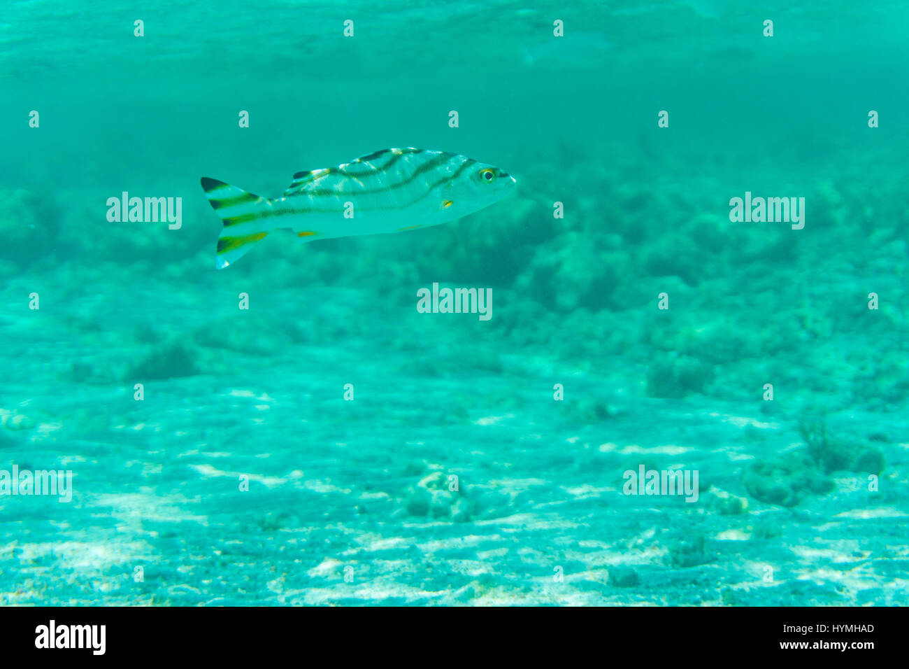 Underwater shot with sunrays and fishes in deep tropical sea Stock ...