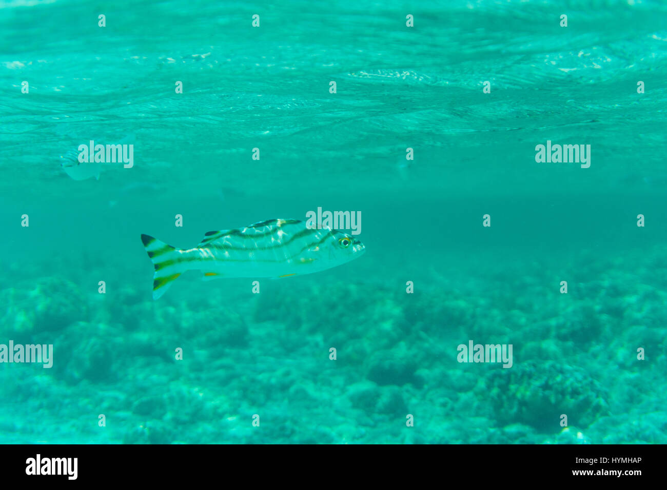 Underwater shot with sunrays and fishes in deep tropical sea Stock ...