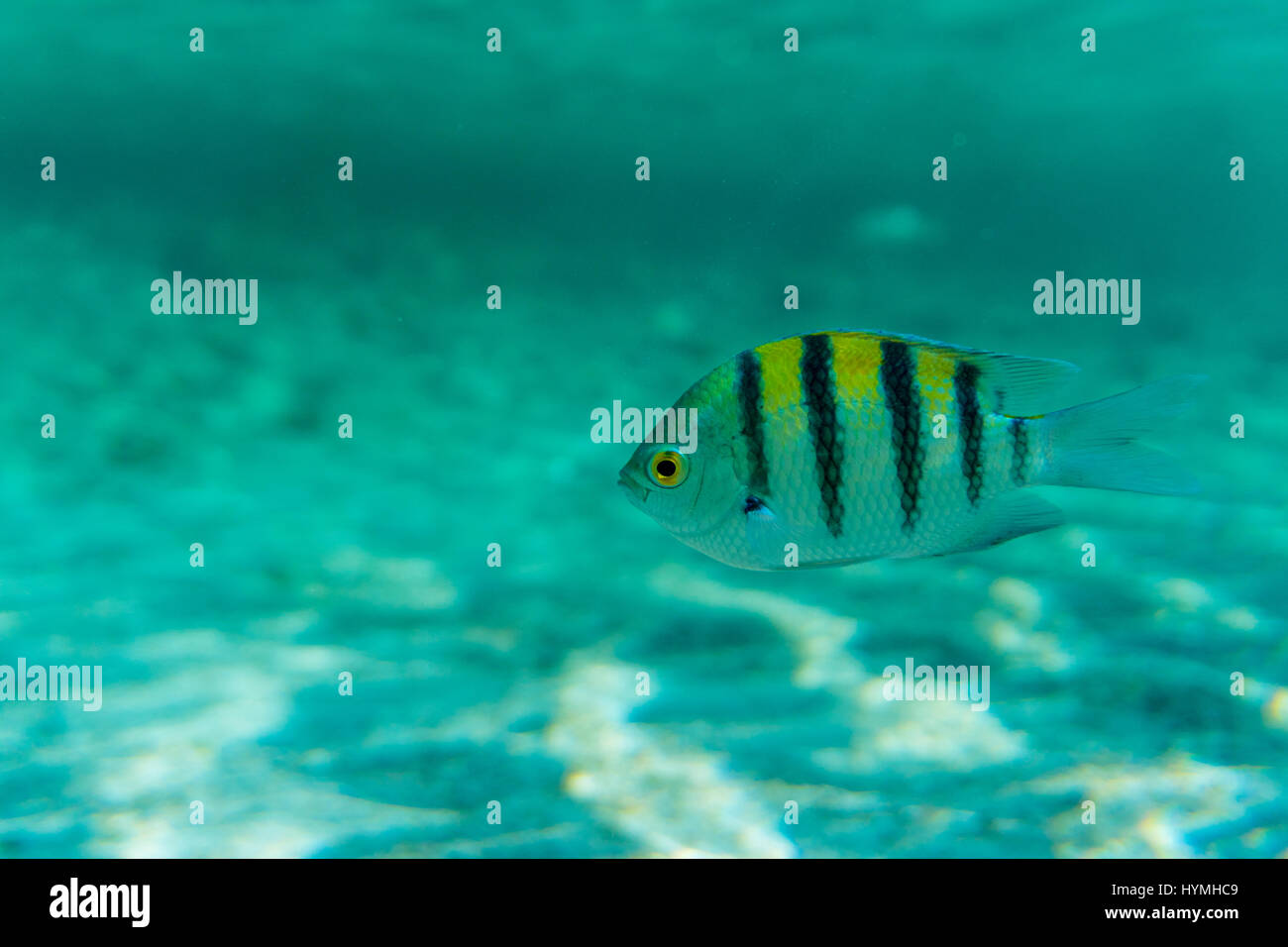 Sergeant major fish in coral hi-res stock photography and images - Alamy